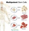 Multipotent Stem Cell and Current Applications in Medicine