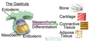 Ectoderm Derivatives Mesoderms and Endoderm