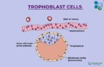 Trophoblast Differentiation in Human Development