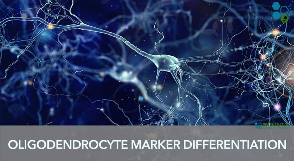 Oligodendrocyte Marker Differentiation and Myelination