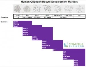 Human Embryonic Stem Cells hESC Therapy