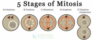 The 5 Phases of Mitosis
