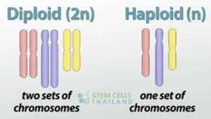 Haploid Cell Function and Cellular Formation in Humans