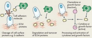 Homing and Migration of Mesenchymal Stem Cells