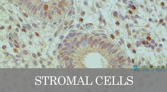 Stromal Cells Role in Immunoregulatory Function
