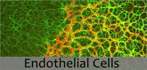The Endothelial Cells & Endothelium Layer