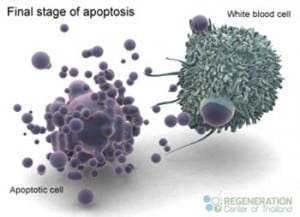 Apoptosis and Programmed Cell Death “PCD”