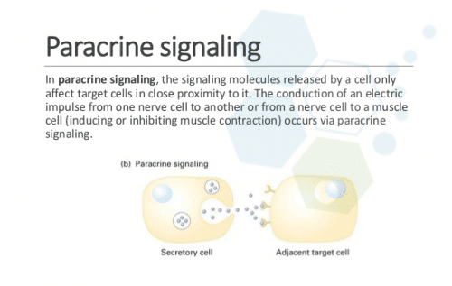 Auto Paracrine Signaling Mechanism & Stem Cell Communication