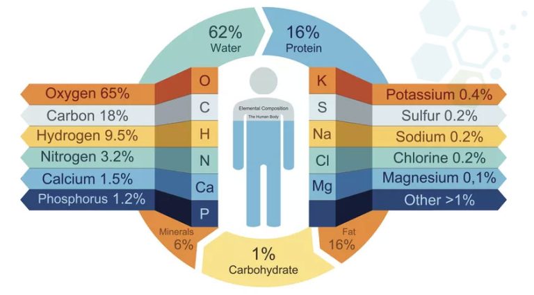 What are Humans Made Of? Common Elements in Human Body