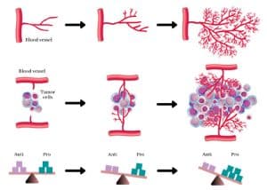 The Angiogenesis Process and Its Therapeutic Uses