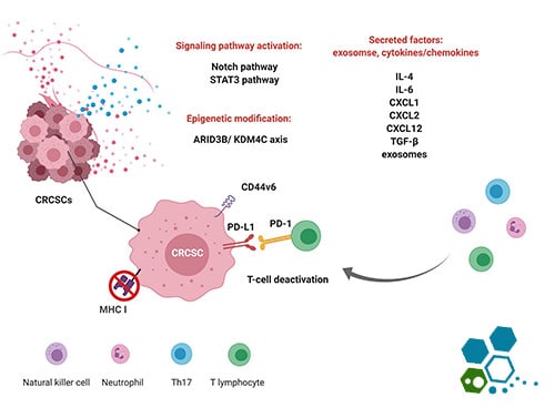 CAR-T Cell Immunotherapy & Stem Cells for Colorectal Cancer