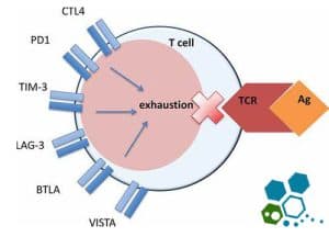 CAR-T Cell Immunotherapy & Stem Cells for Colorectal Cancer