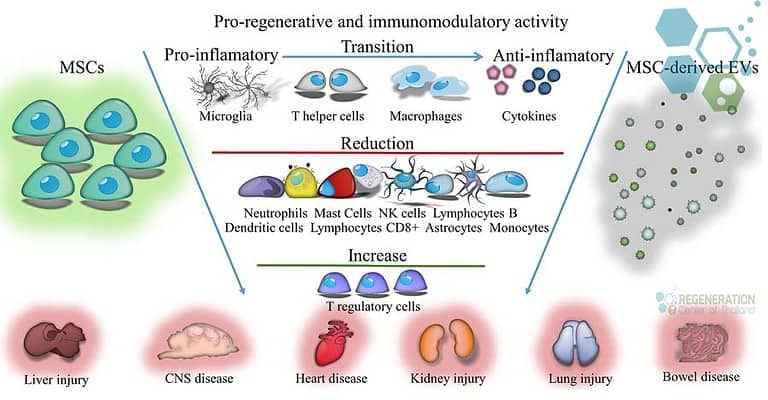 Immunomodulation & the Regulation of the Immune System
