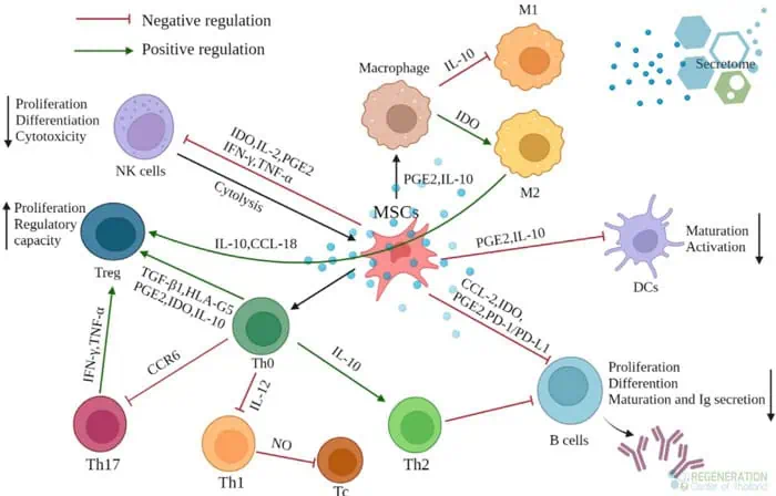 Immunomodulation & the Regulation of the Immune System