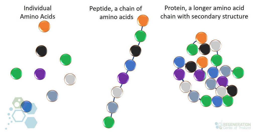 Peptide bonds The Building Block of Protein Synthesis