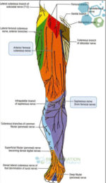 Stem Cells for Femoral Nerve Injury: Alleviate Pain