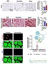 Muse Cells: Endogenous Non‑Cancerous Pluripotent Stem Cells
