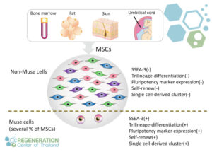 Muse Cells: Endogenous Non‑Cancerous Pluripotent Stem Cells